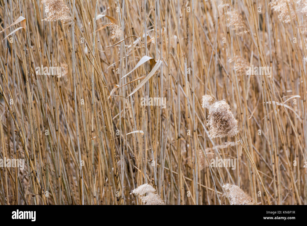 Grass Waving Wind Long Forest WIld Autumn Brown Background Tall Stock ...