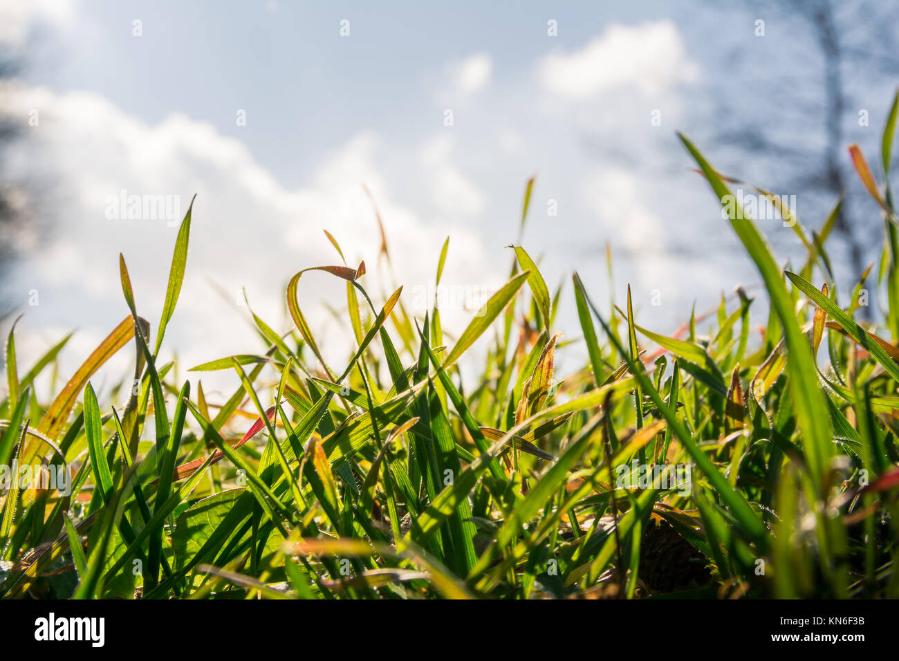 Sunny Sky Clouds Behind Bright Green Grass Backlit Blades Ground Macro ...