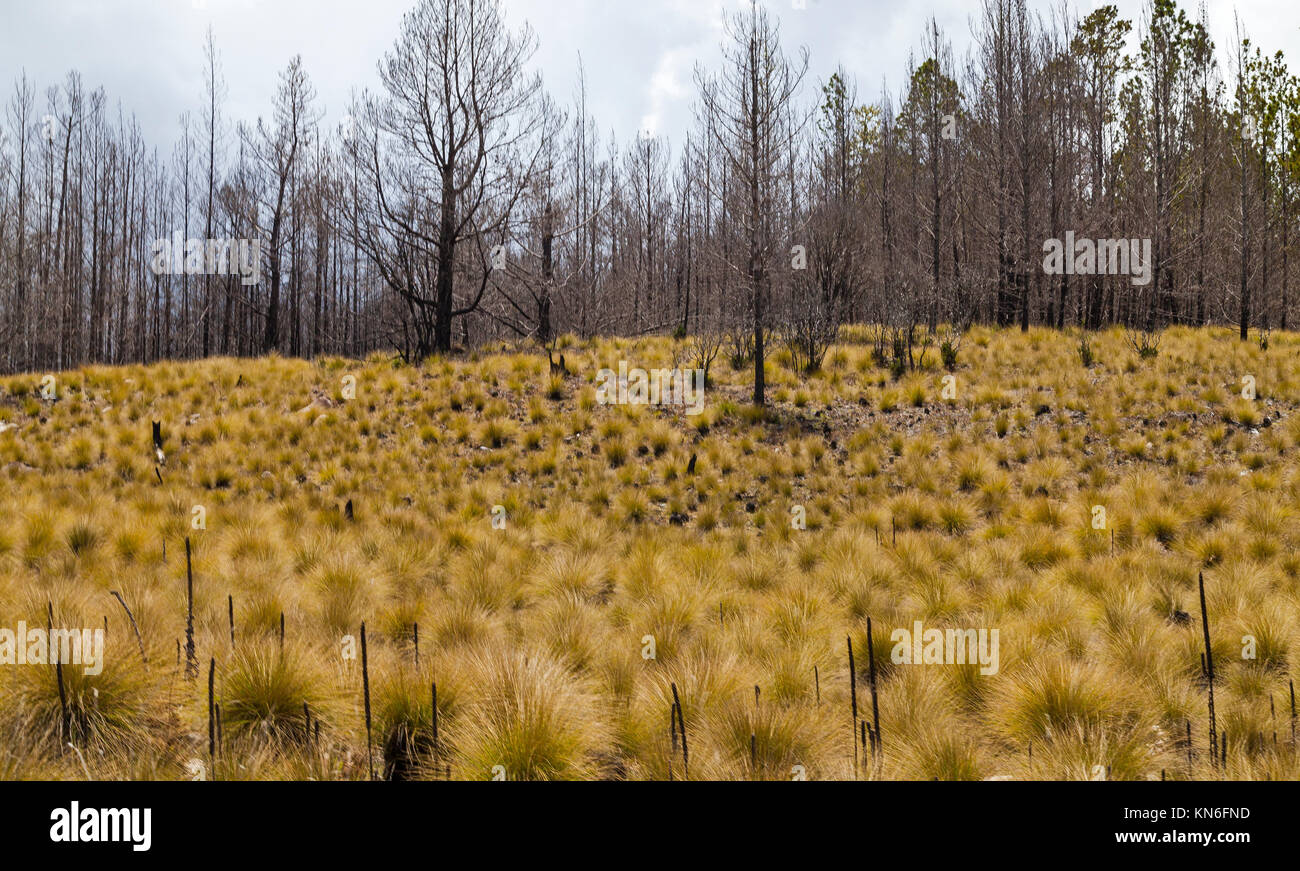 Yellow forest Valle Nuevo Constanza Stock Photo - Alamy