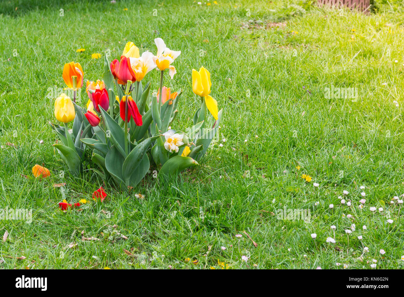 Daisy petals falling off hi-res stock photography and images - Alamy