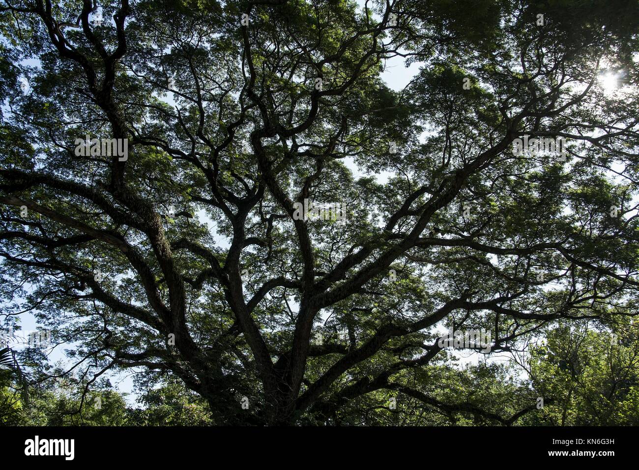 Branches of big trees background Stock Photo - Alamy