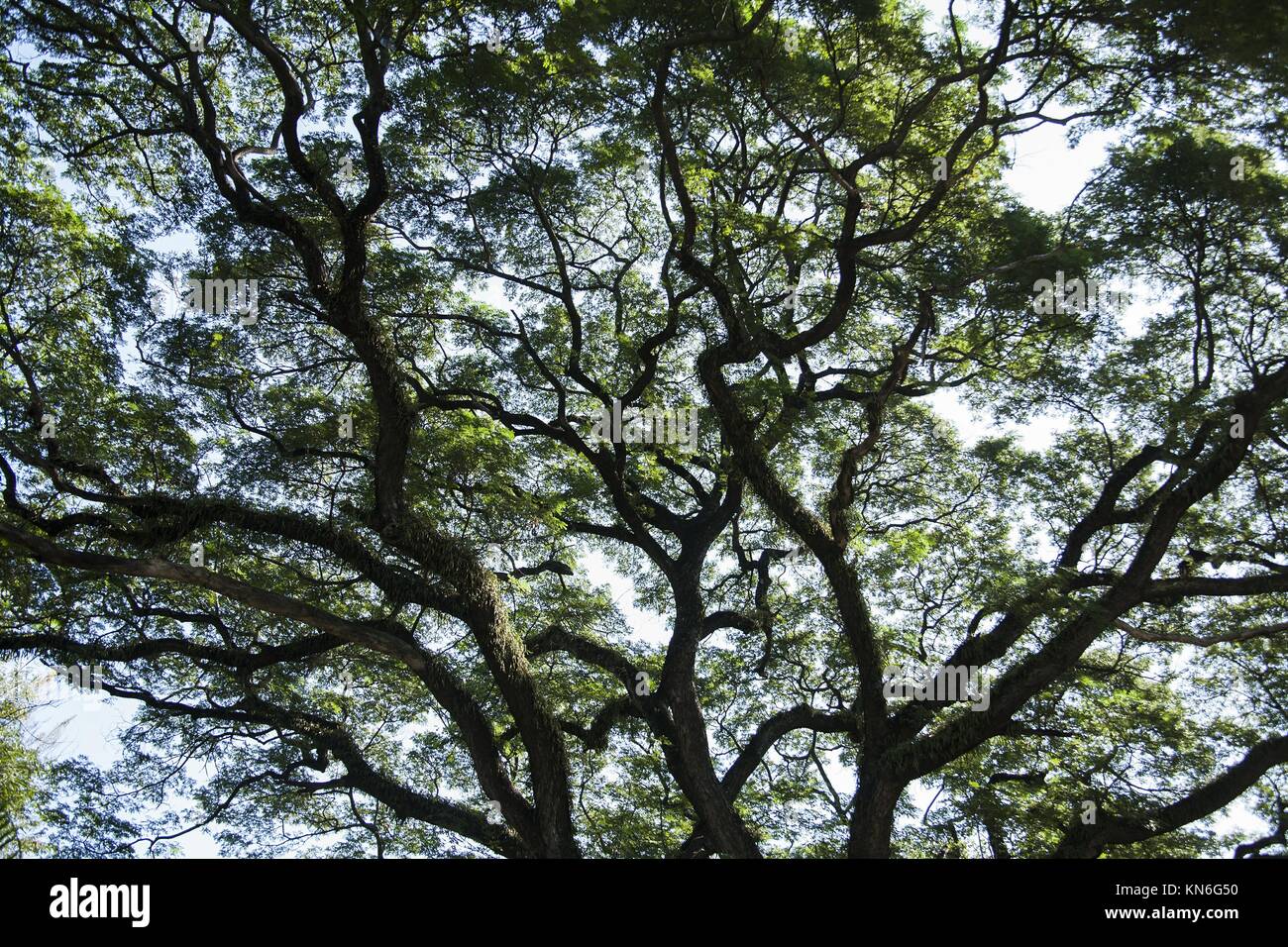 Branches of big trees background Stock Photo - Alamy