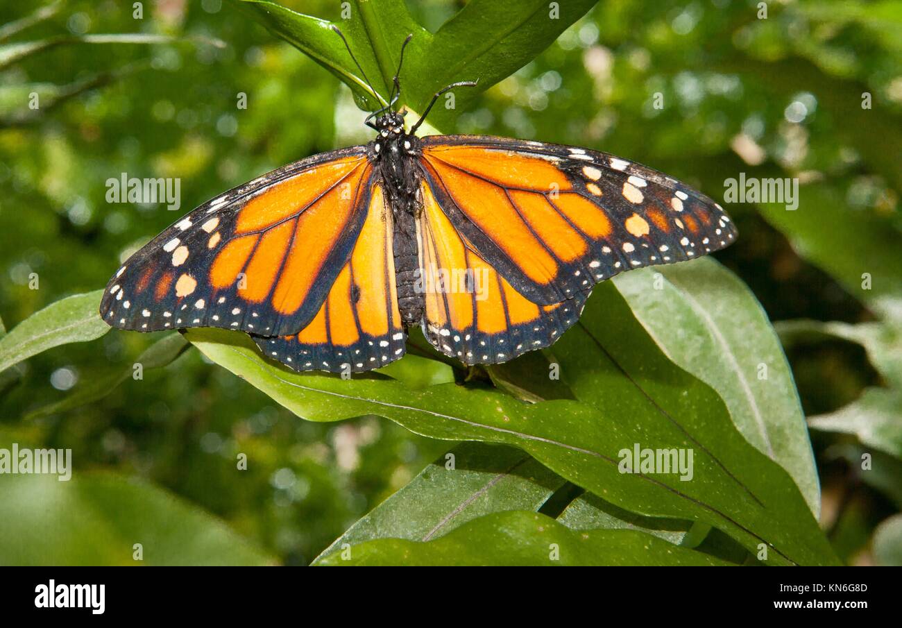 Beautiful Monarch Butterfly High Resolution Stock Photography and ...