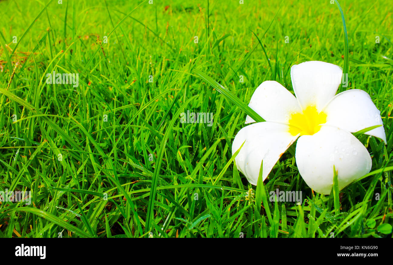 Gress leaf hi-res stock photography and images - Alamy
