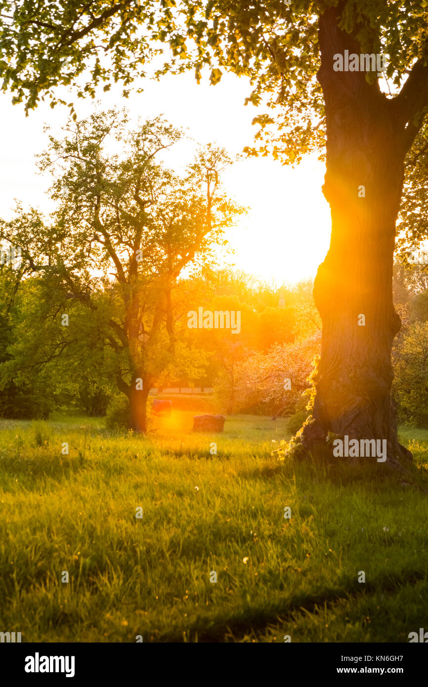 Sunset over Tree Covered Asphalt Path Woods Germany Stock Photo - Alamy