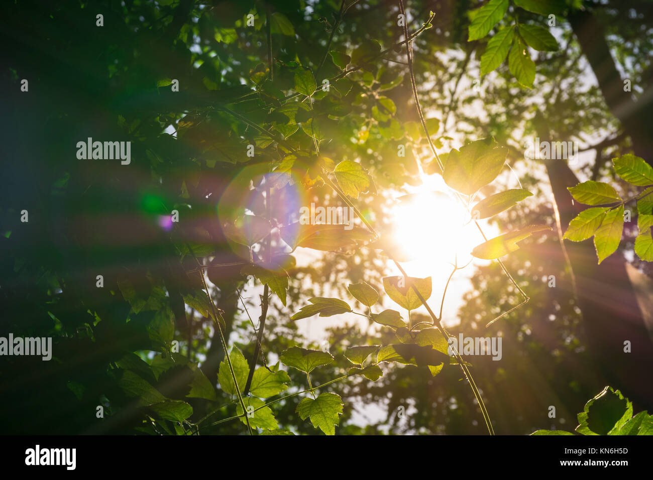 Sunlight Through Bushes in Forest Flare Rays Nature Green Healthy ...