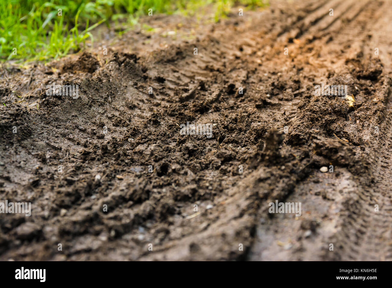Tire Tracks Forest Floor Soil Dirt Path Earth Nature Outdoors Stock ...