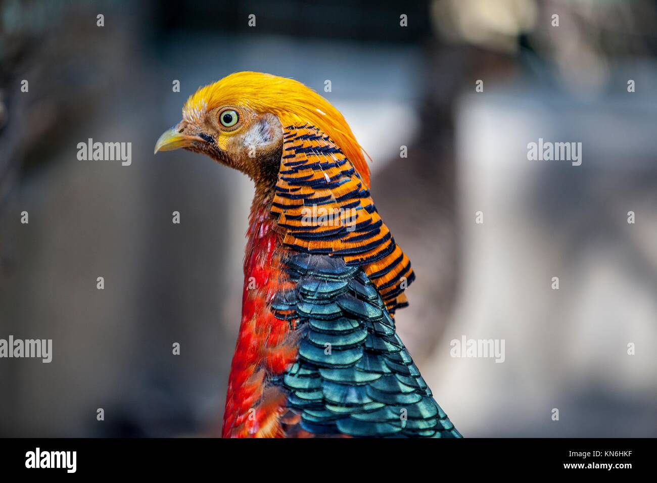 Red Golden Pheasant Female