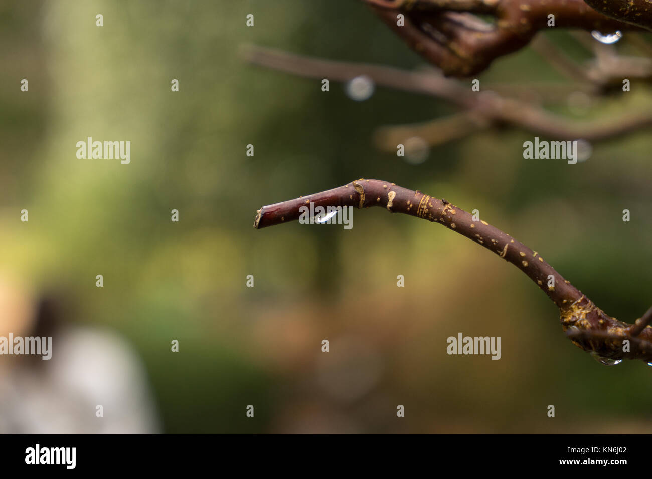Raindrop perspective hi-res stock photography and images - Alamy