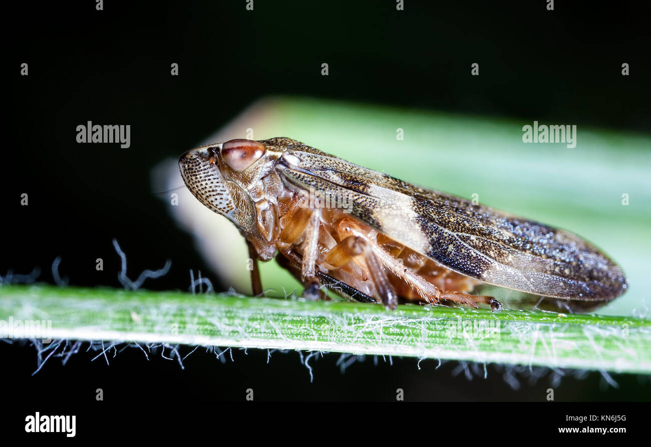 little cicada on a leaf of a grass Stock Photo - Alamy