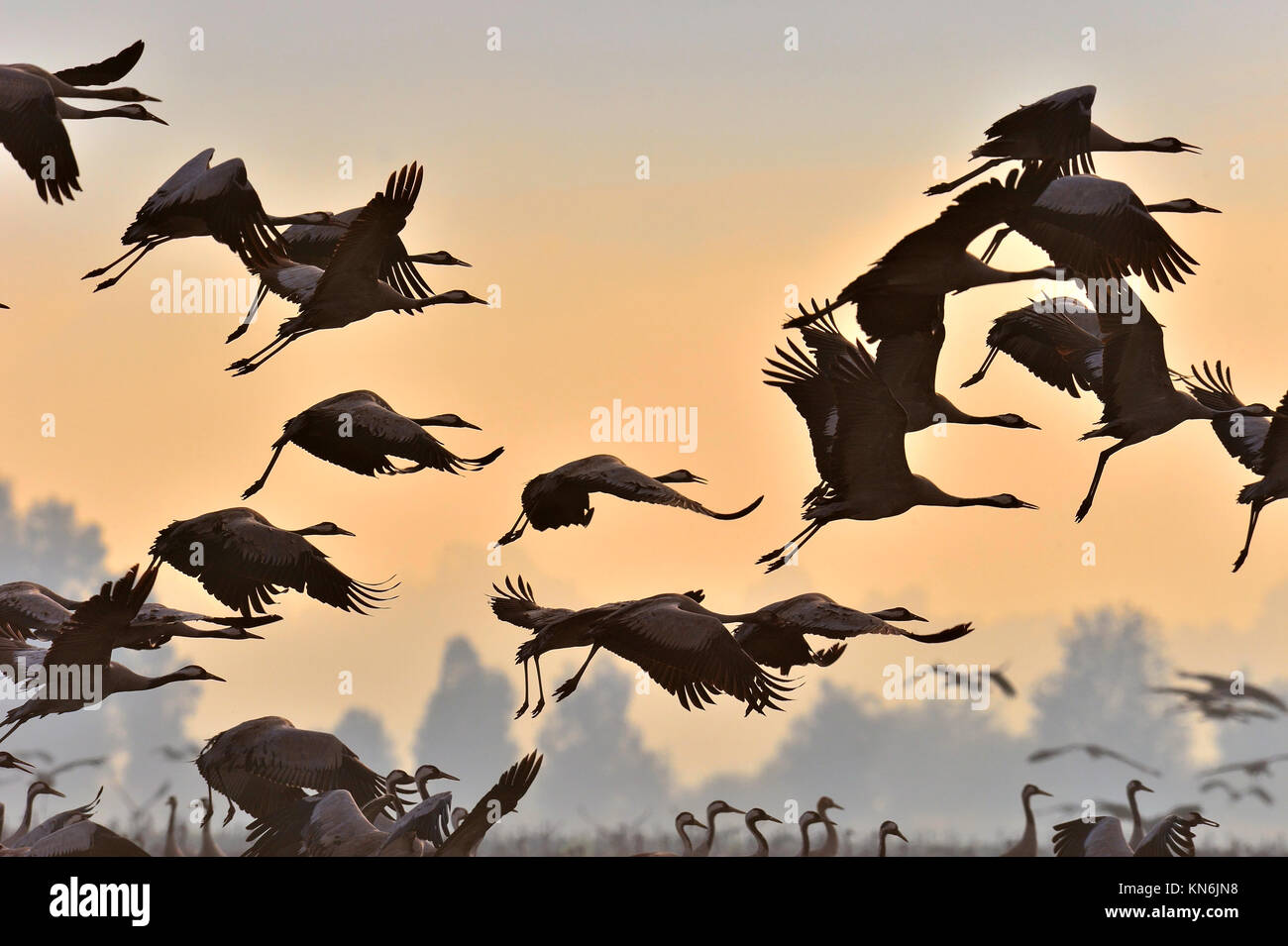Birds in flight. A silhouettes of cranes in flight. Flock of cranes ...