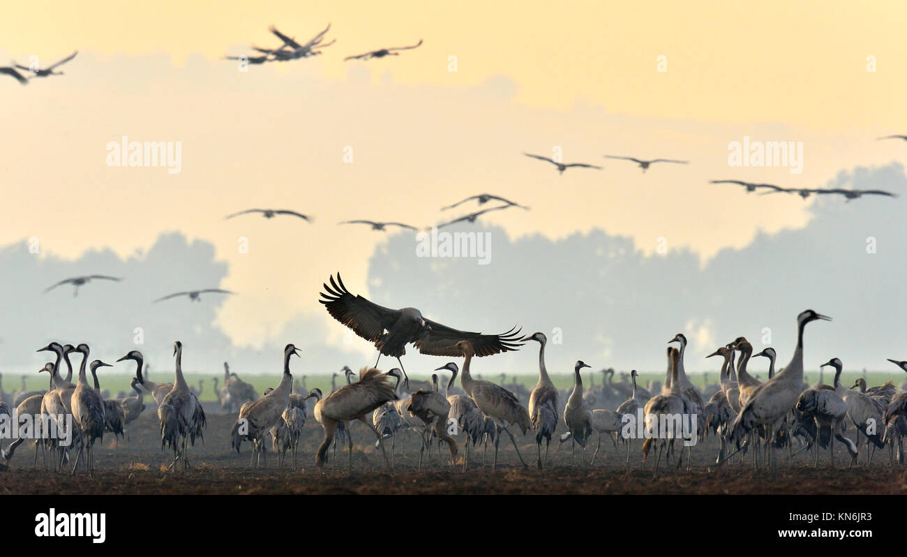 Cranes dancing in the field. The common crane (Grus grus), also known ...