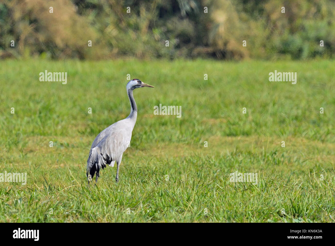 Cranes in a field foraging. Grey bird with long neck. Common Crane ...