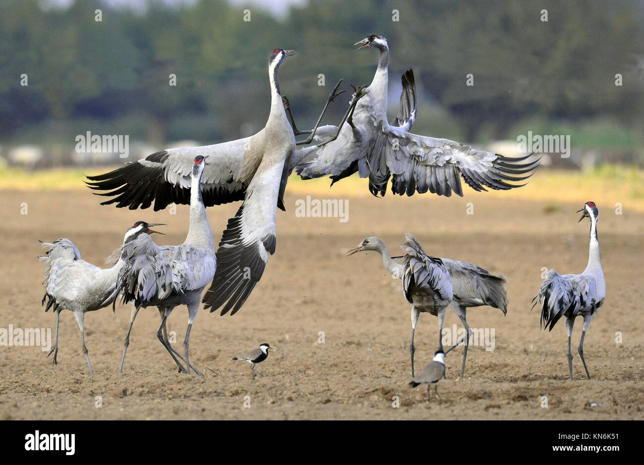 Cranes dancing in the field. The common crane (Grus grus), also known ...