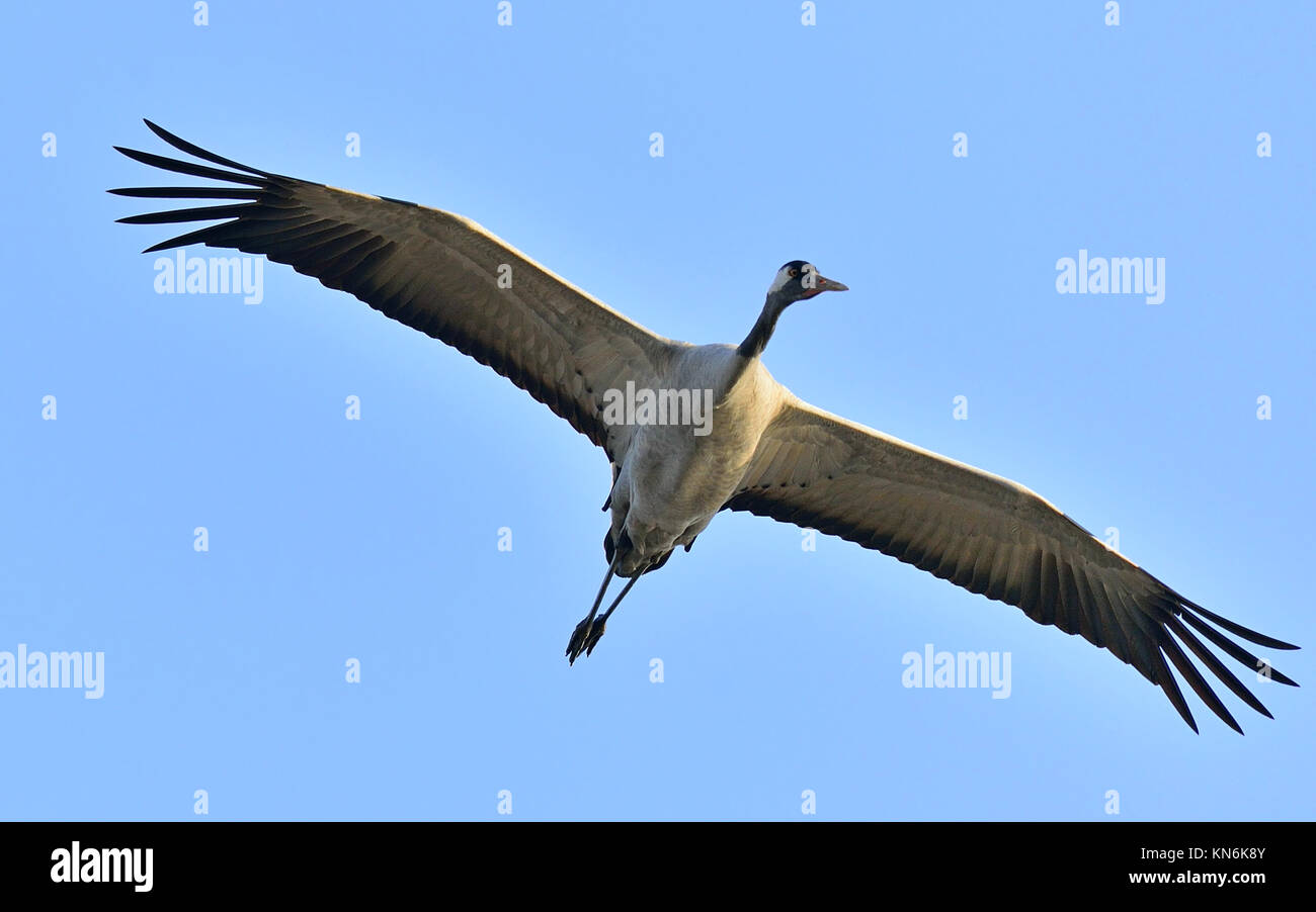 Bird in flight. Crane in flight. The common crane (Grus grus), also ...