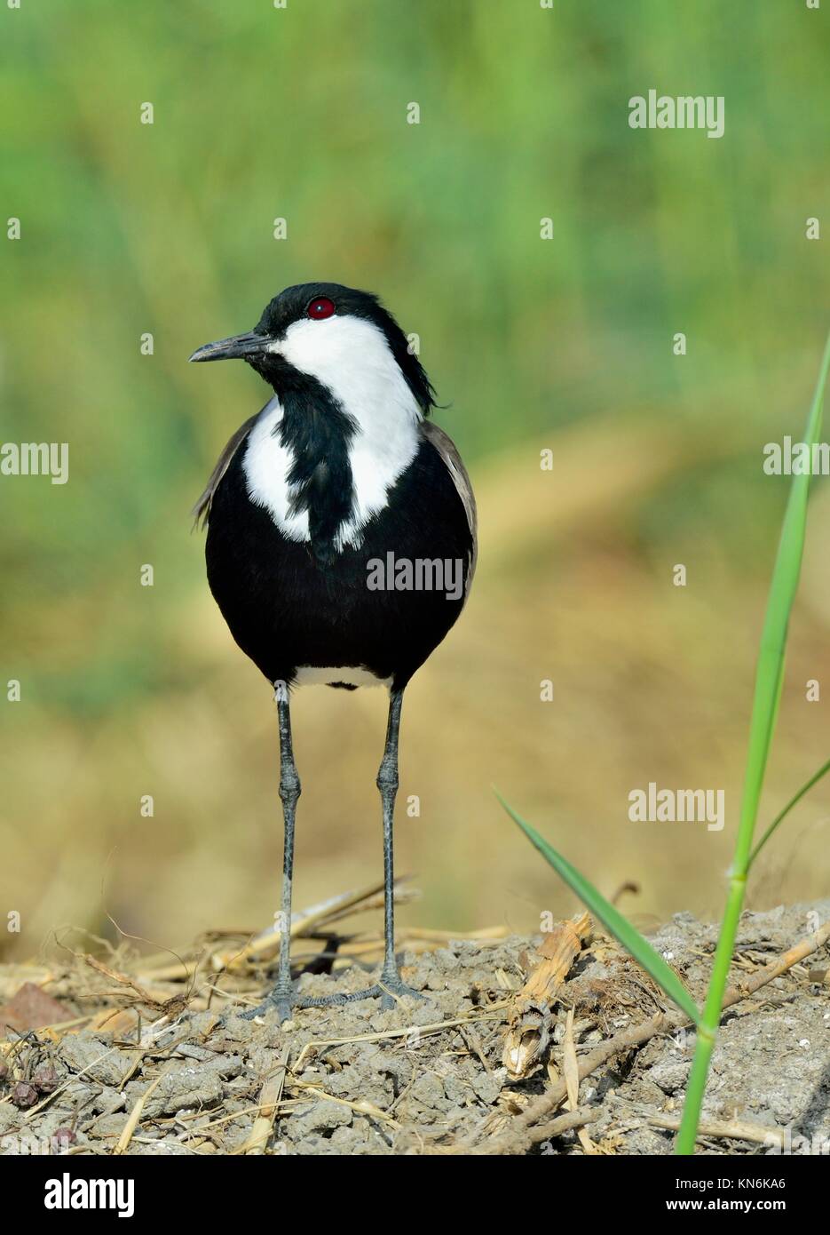 Close up portrait of Spur-winged lapwing. The spur-winged lapwing or ...