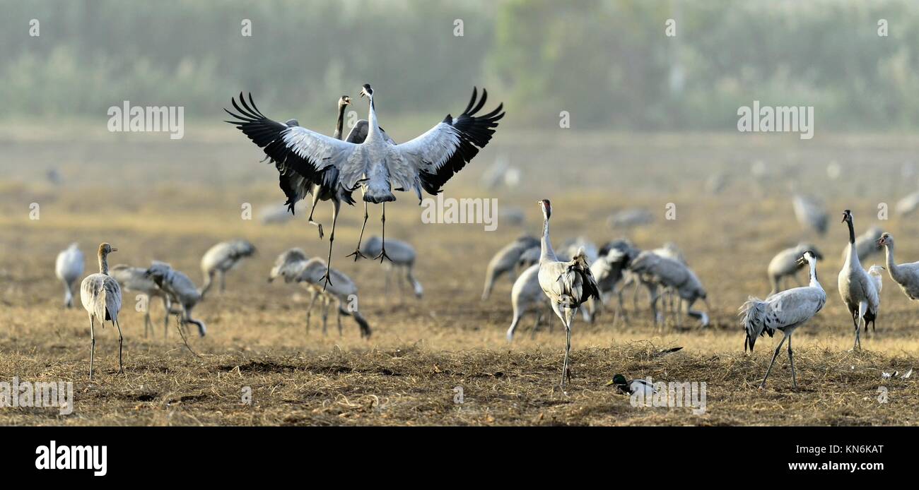 Cranes dancing in the field. The common crane (Grus grus), also known ...
