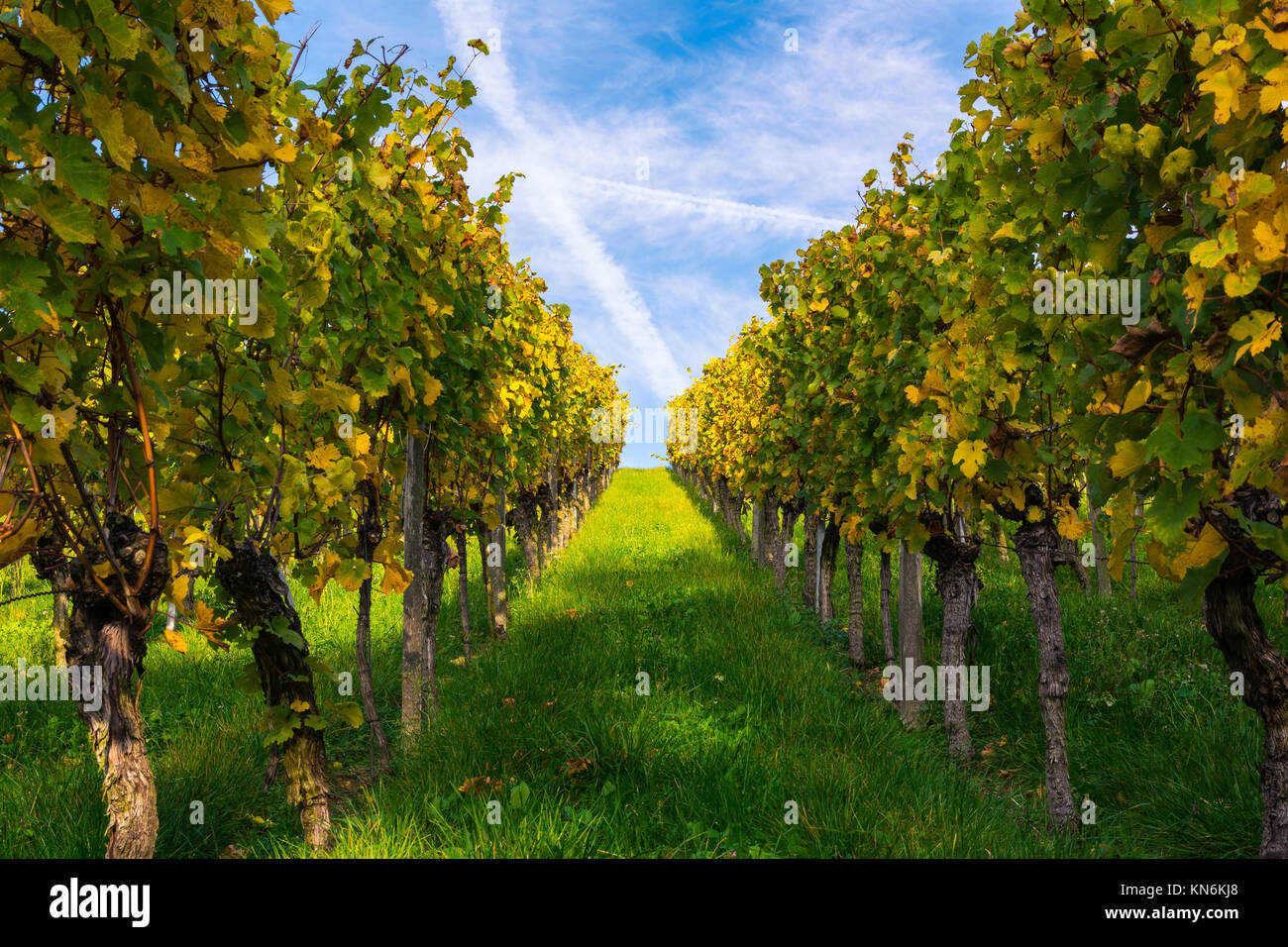 Daytime Blue Sky Vineyard Rows Parallel Geometric Perspective Nature ...