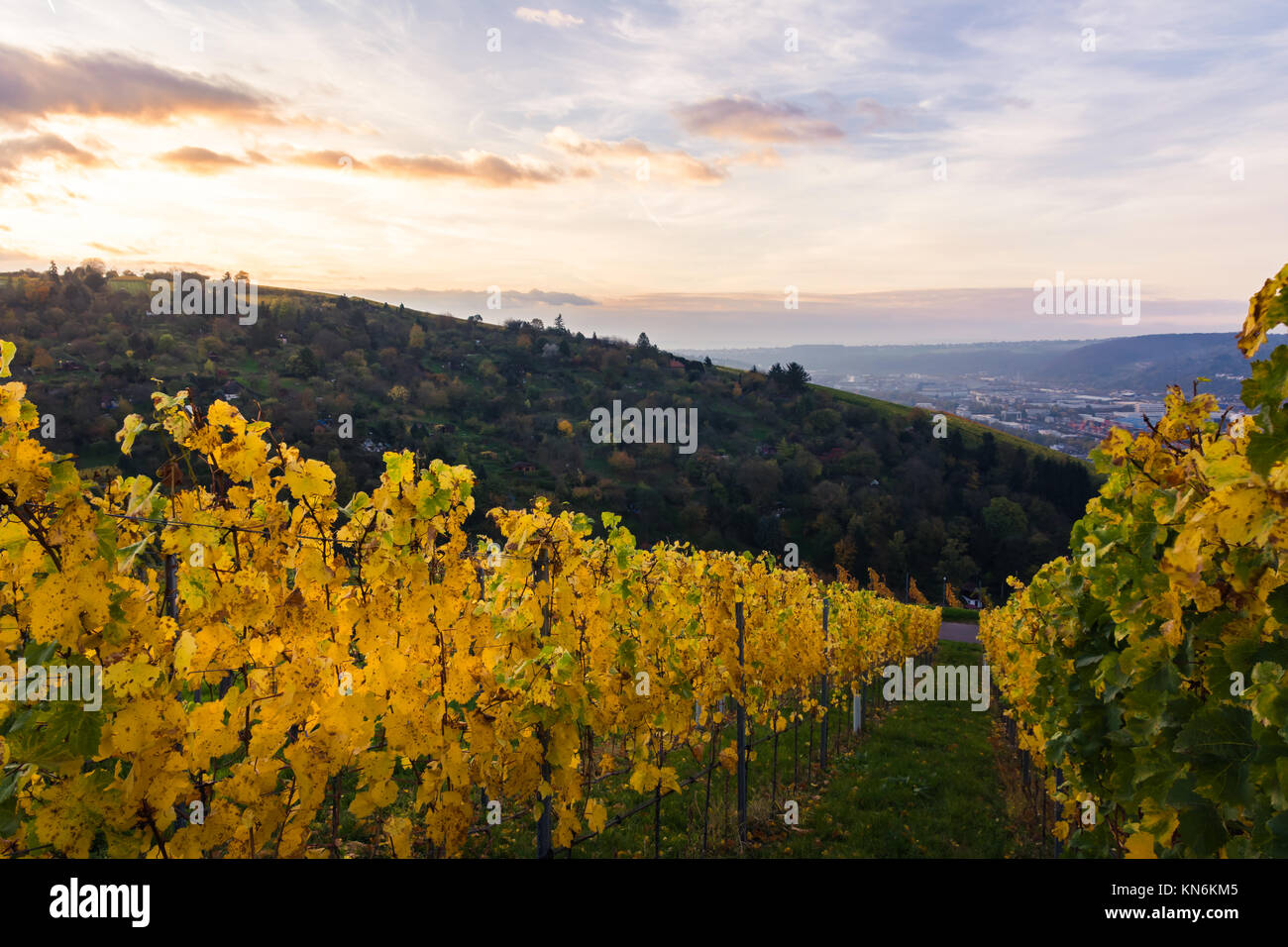 Sunrise Vineyard Early Morning Winery Fields Landscape Nature Outdoors ...