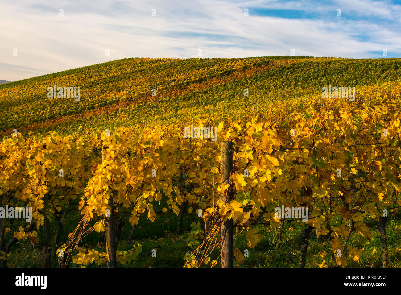 Sunrise Vineyard Early Morning Winery Fields Landscape Nature Outdoors ...