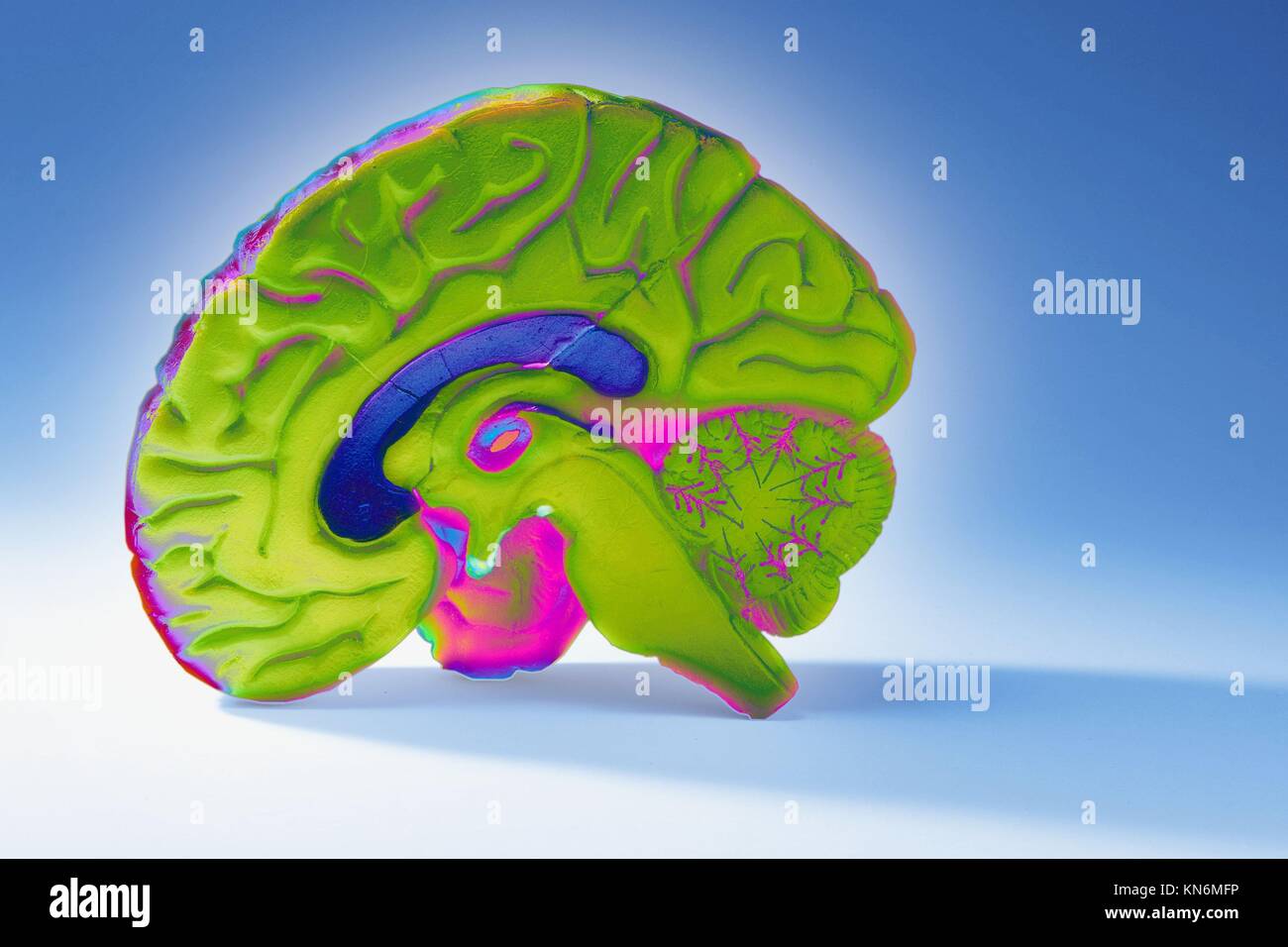 Dissected model hi-res stock photography and images - Alamy
