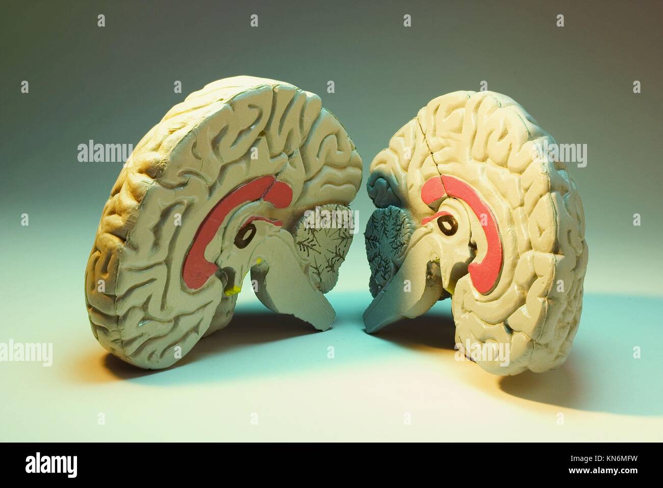 Dissected brain hi-res stock photography and images - Alamy