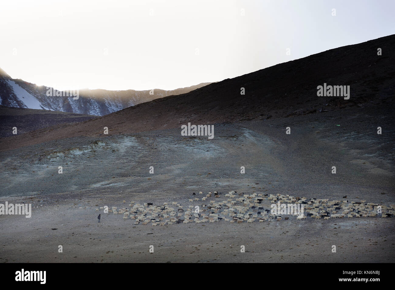 Changpa nomad with his herd of pashmina goat and sheep in the Tso ...