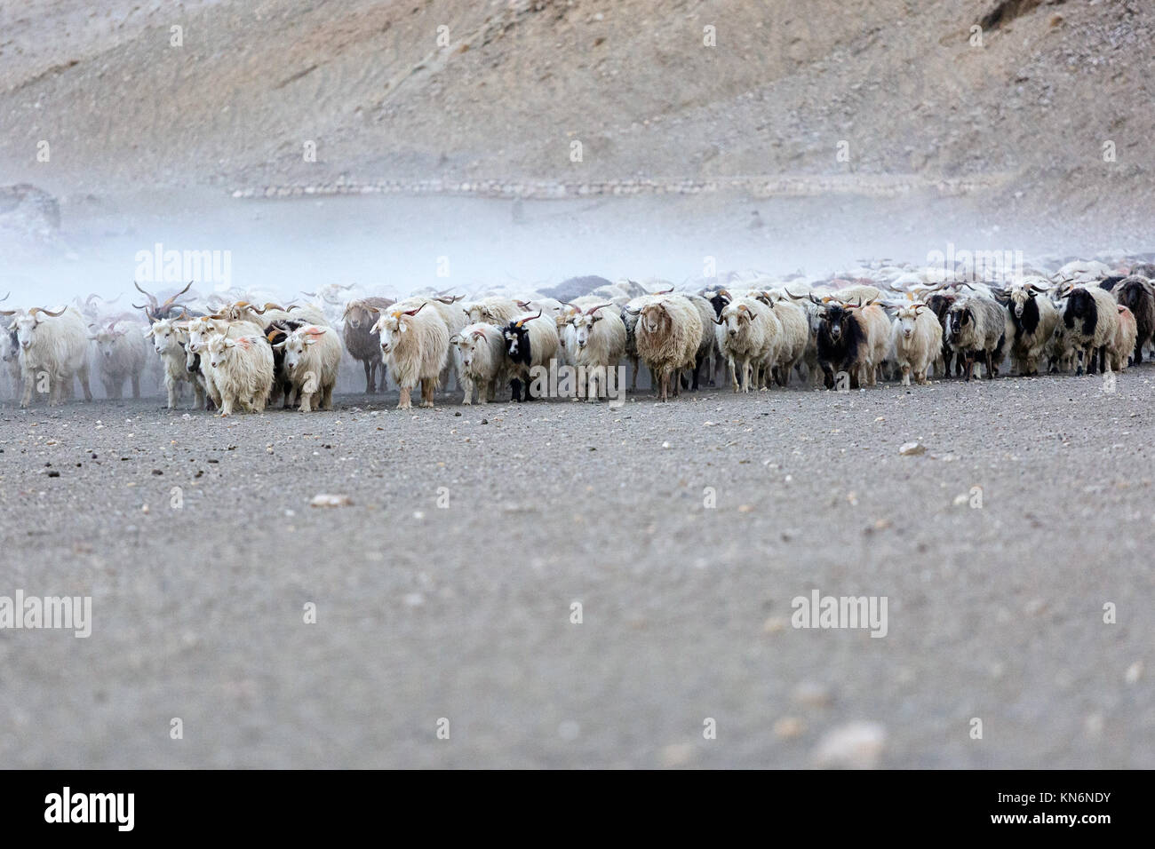 Changpa nomads with their herds of pashmina goat and sheep in the Tso ...