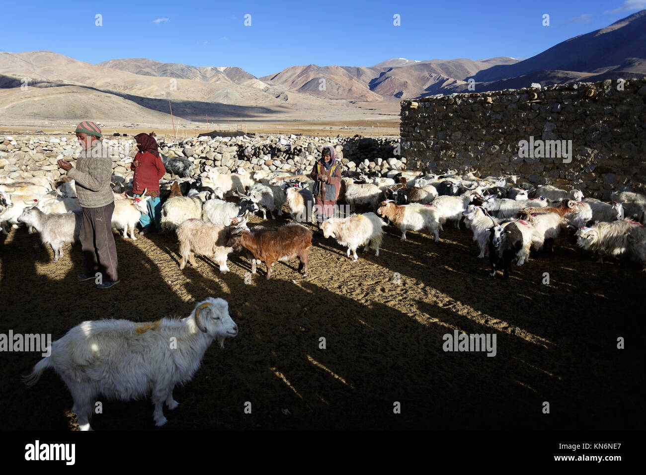Changpa nomads at their morning routine, preparing herds of goats and ...