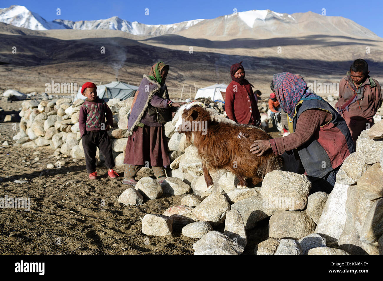 Changpa nomads at their morning routine, preparing herds of goats and ...