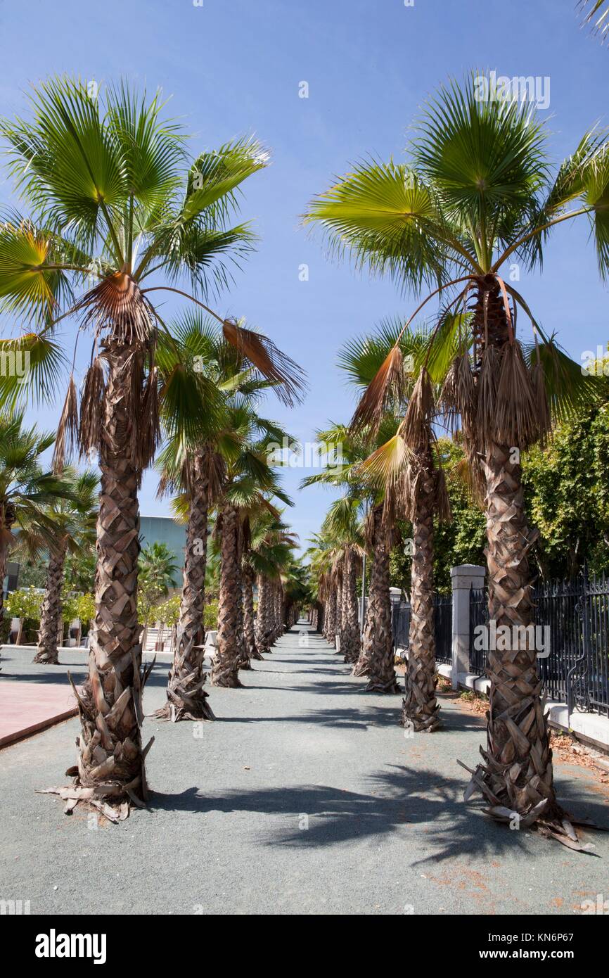 Blue sunny sky tree hi-res stock photography and images - Alamy