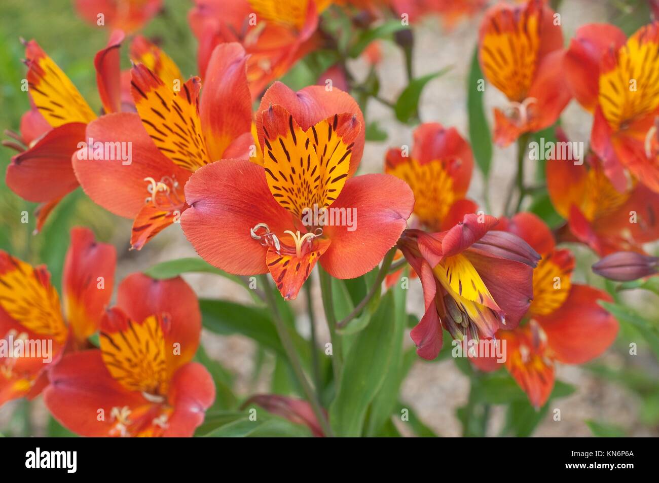 Alstroemeria garden hi-res stock photography and images - Alamy