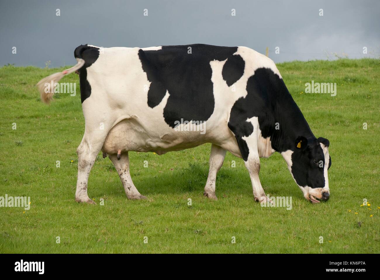 British Holstein High Resolution Stock Photography and Images - Alamy