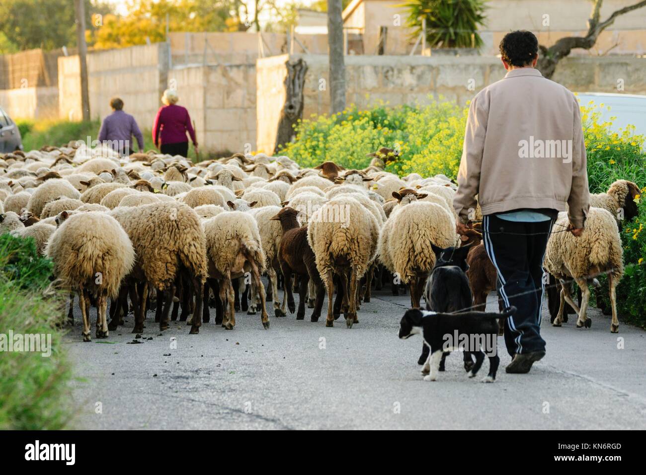 Fauna vertebrados hi-res stock photography and images - Alamy
