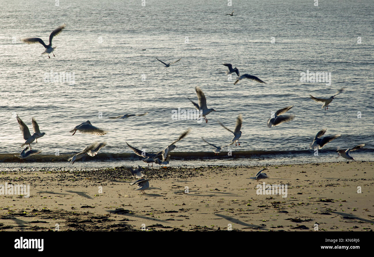 A flock of sea birds at the beach Stock Photo - Alamy