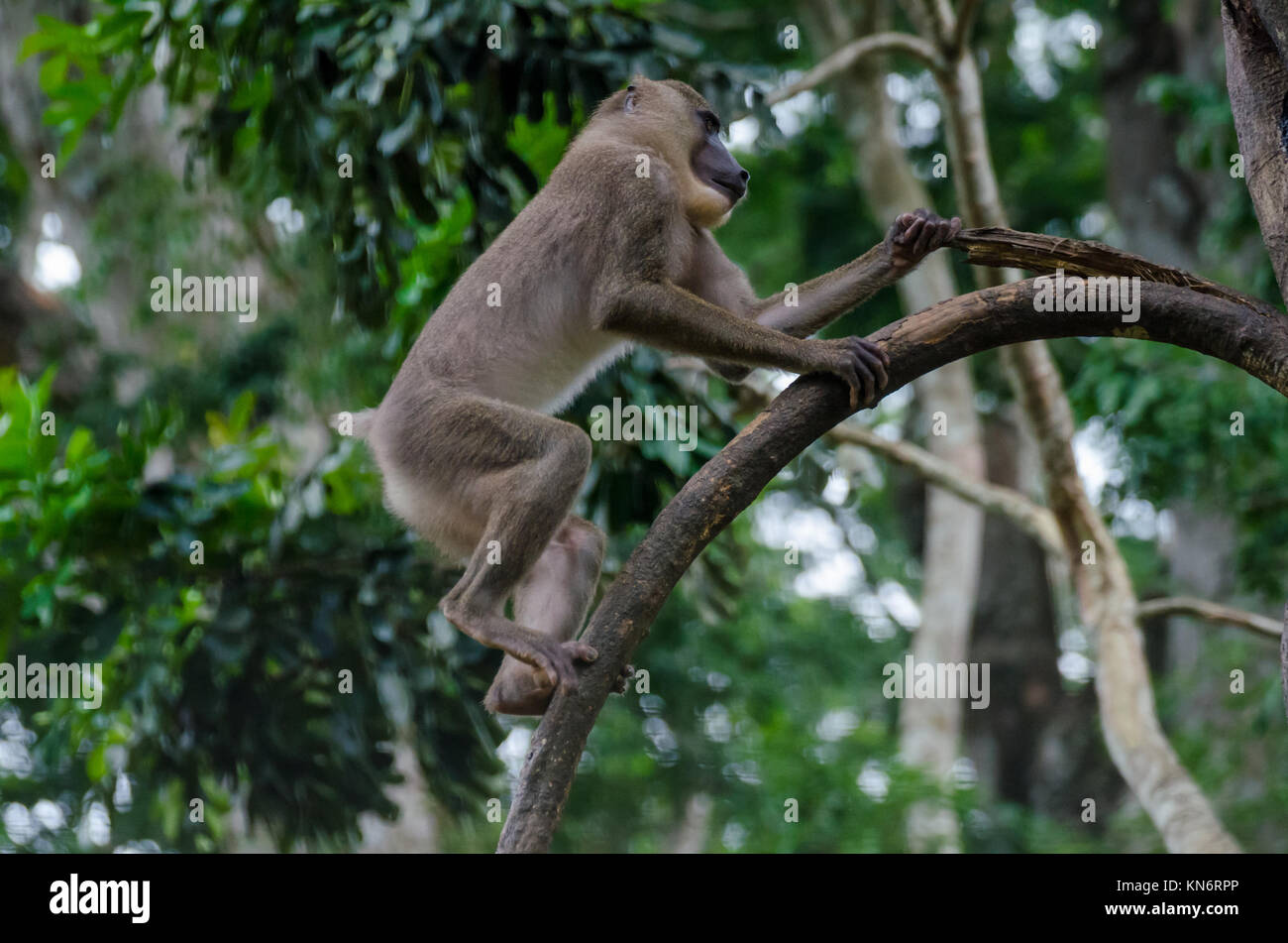 Monkeys Climbing Trees