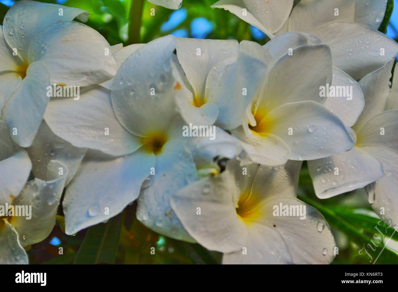 Chocolate Hole Bay Stock Photo - Alamy