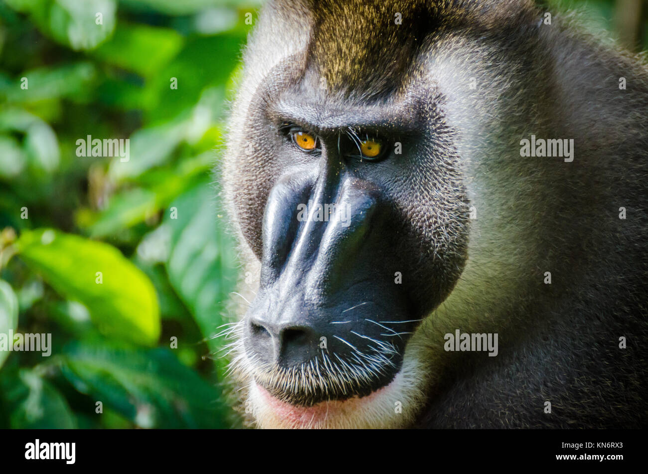 Alpha baboon hi-res stock photography and images - Alamy