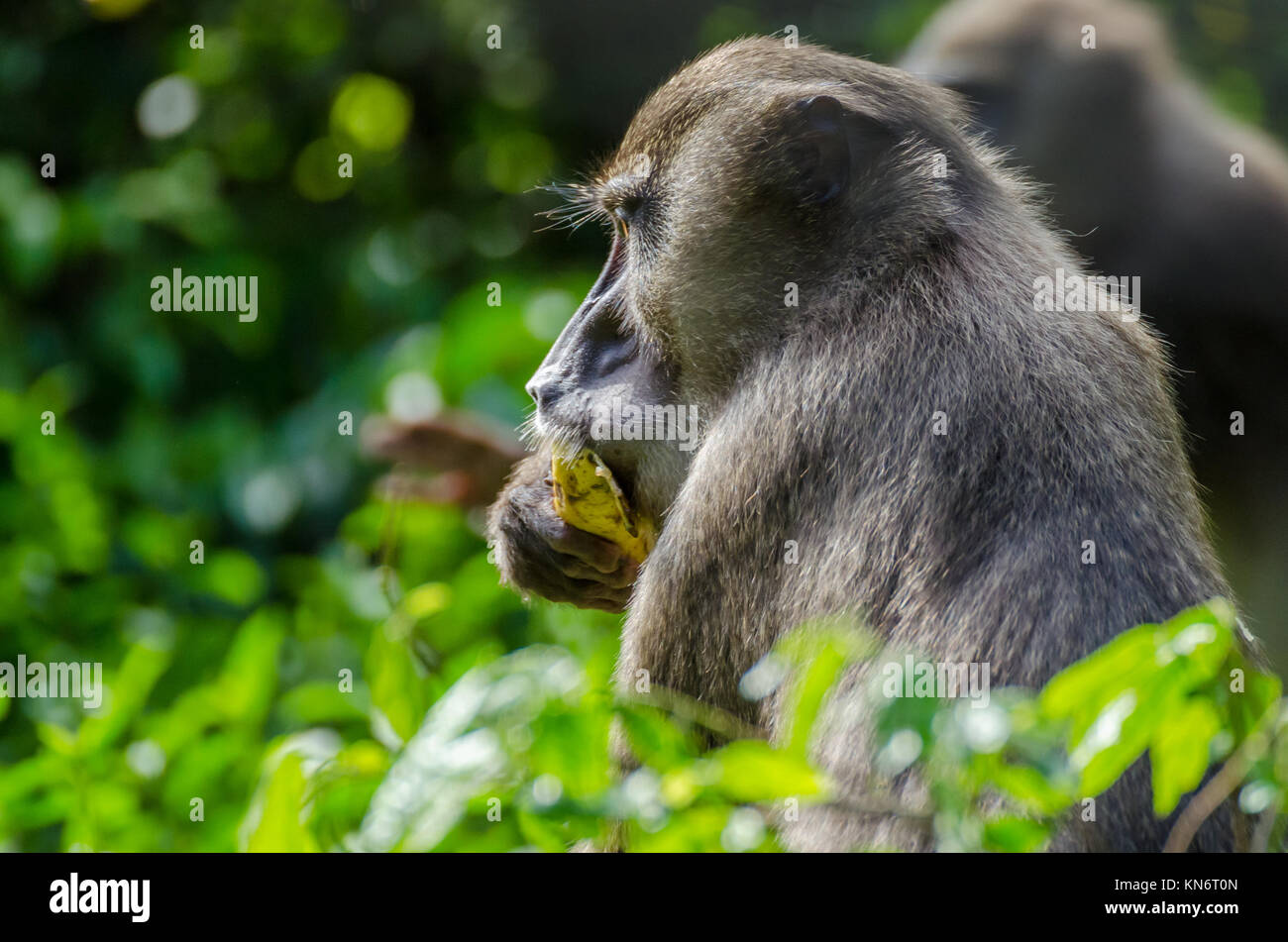 Hidden monkey hi-res stock photography and images - Alamy