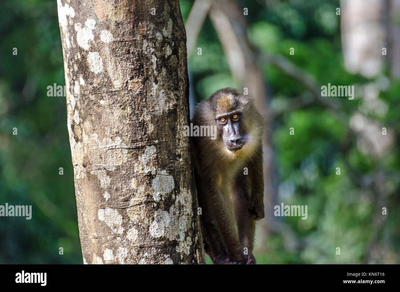 Monkey standing hi-res stock photography and images - Alamy