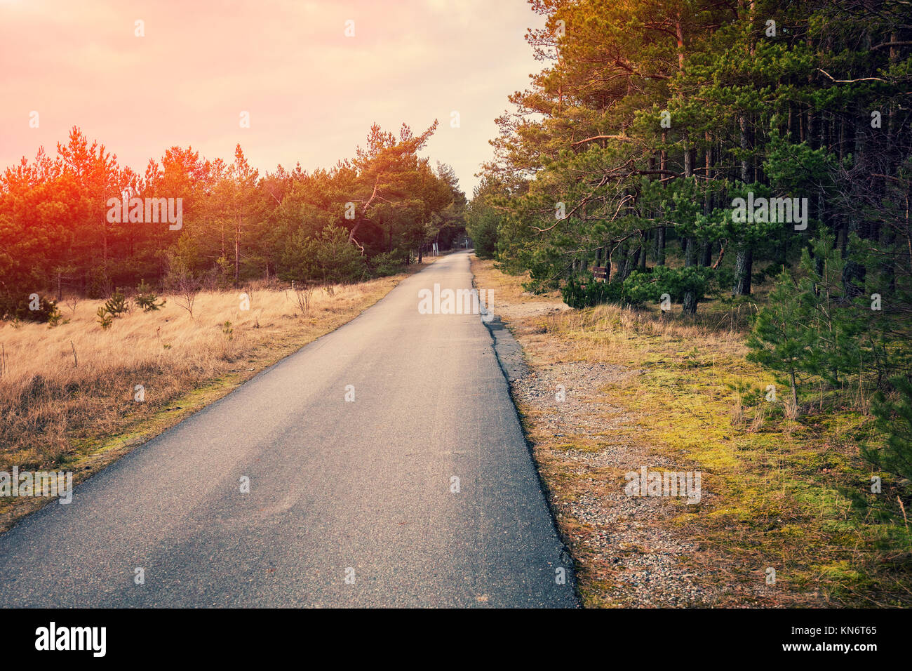 Asphalt path in the park Stock Photo - Alamy