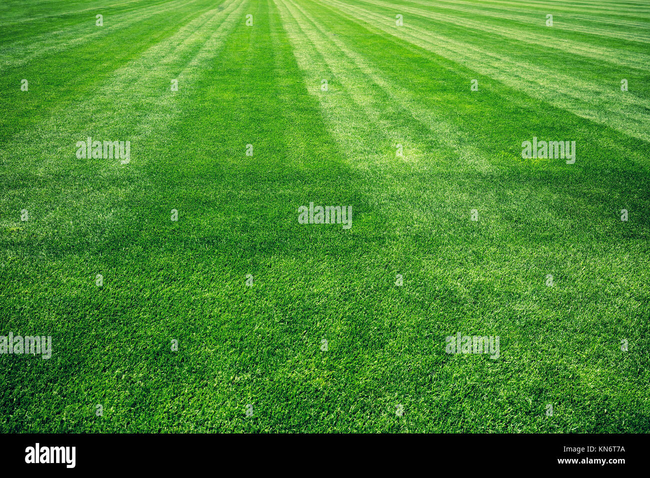 Rich grass texture hi-res stock photography and images - Alamy