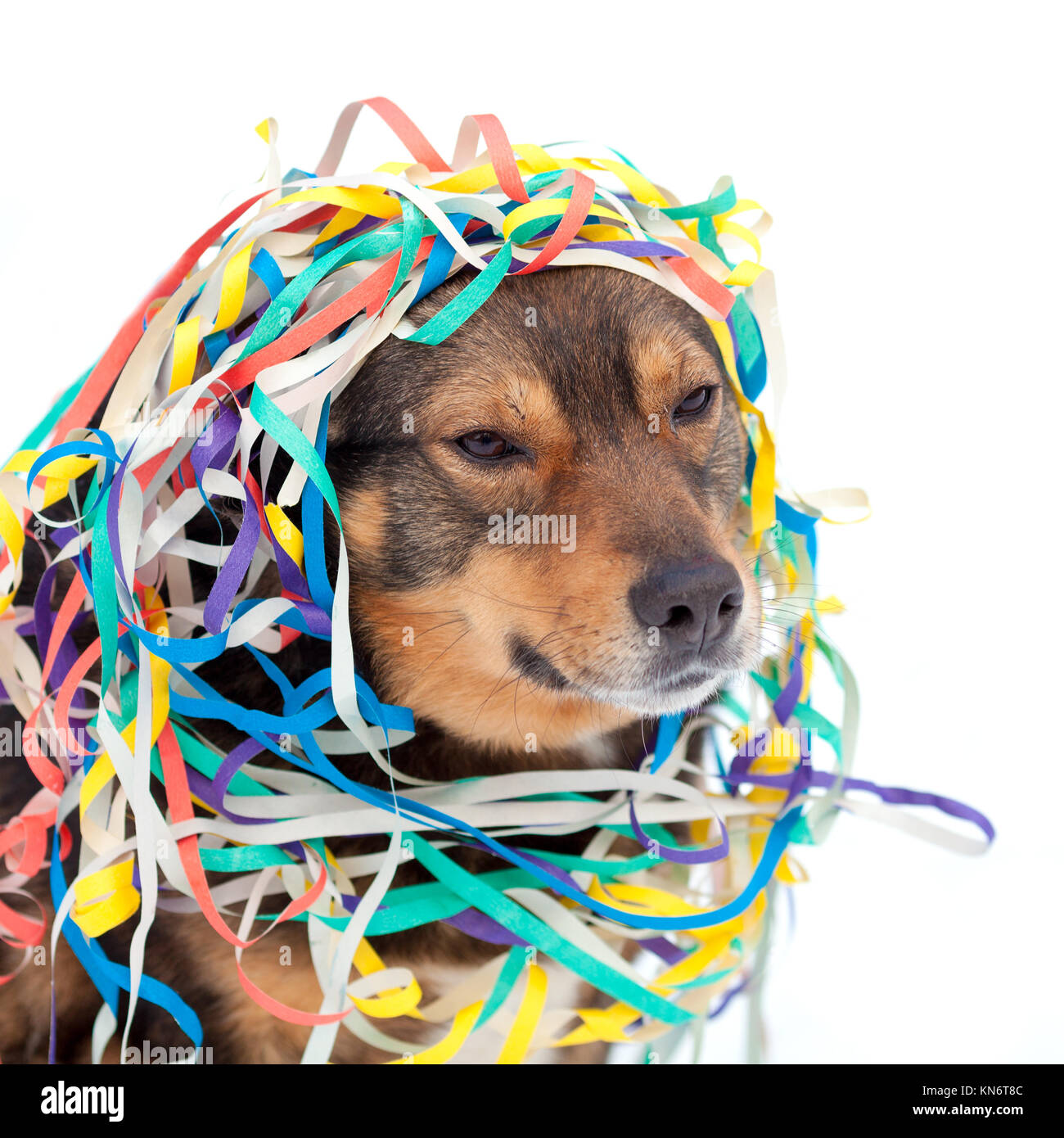 Portrait of a dog entangled in colorful serpentine. Dog walking in the ...