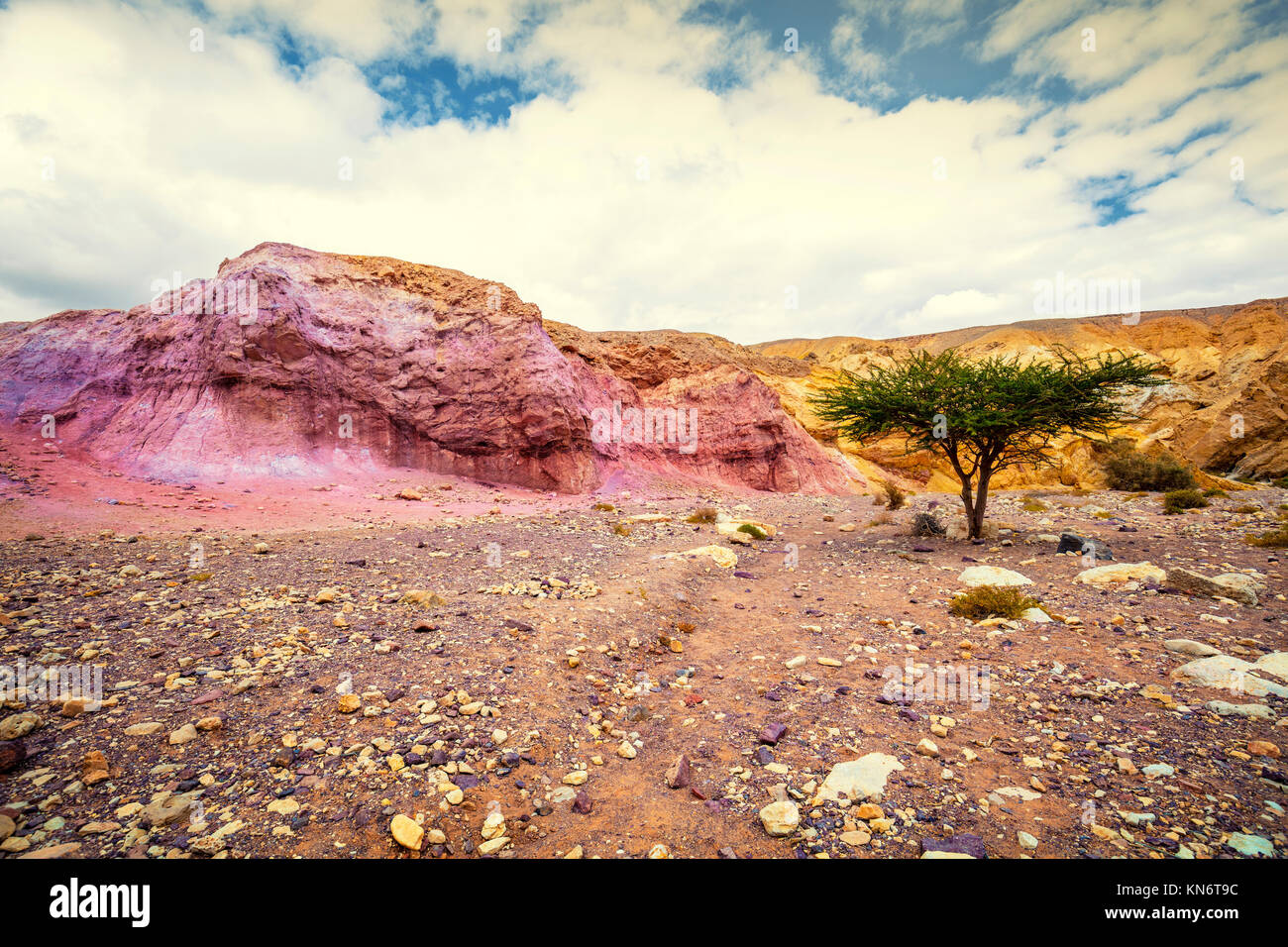 Desert with dry river watercourses and tree Stock Photo - Alamy