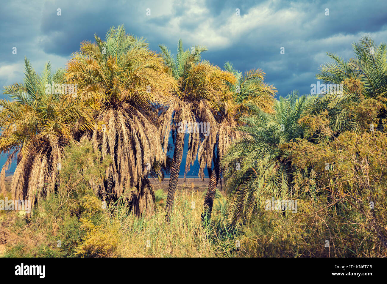 Oasis in Negev desert in stormy weather. Israel Stock Photo - Alamy