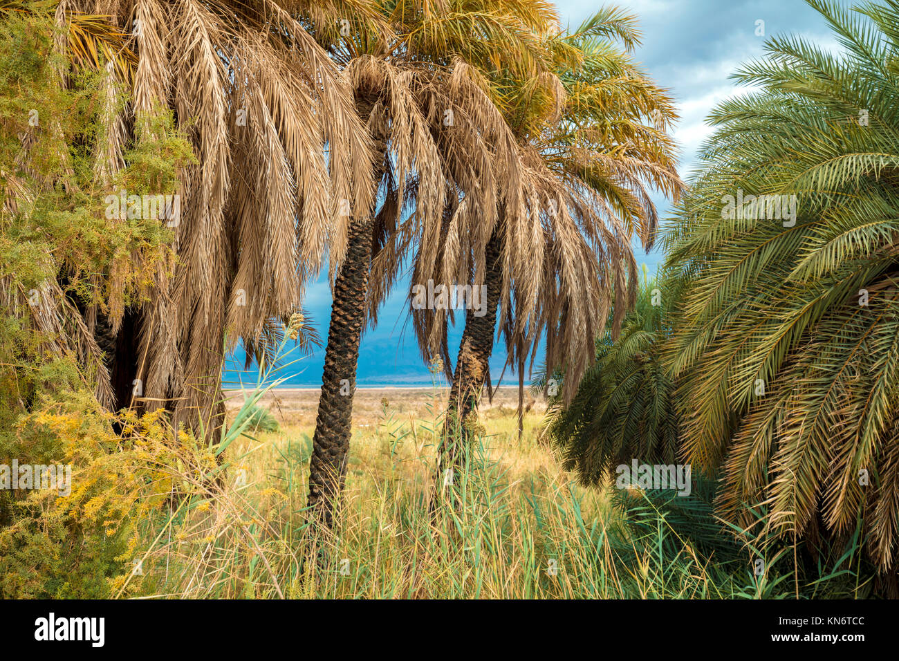 Oasis in Negev desert. Israel Stock Photo - Alamy