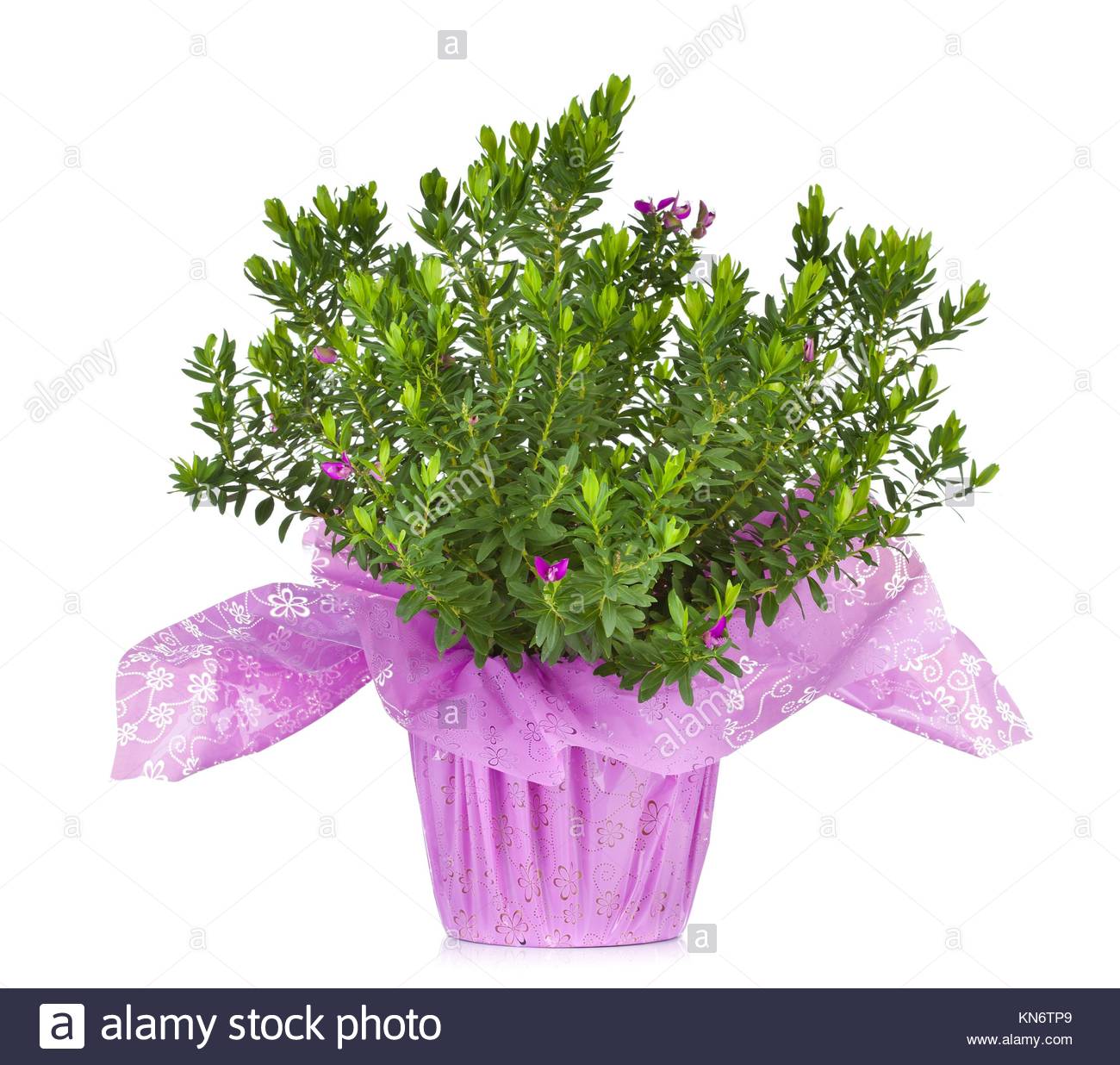 Polygala Polygala Flower Plant Stock Photos & Polygala Polygala Flower ...