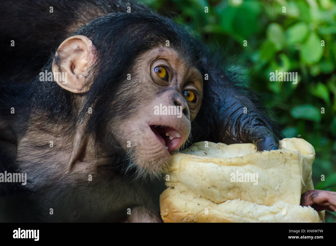 Chimp feeding baby hi-res stock photography and images - Alamy