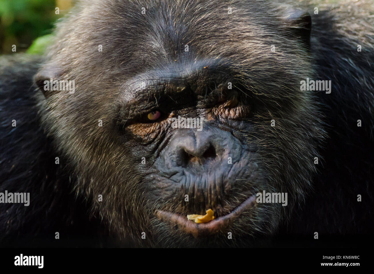 Chimpanzee Face Profile