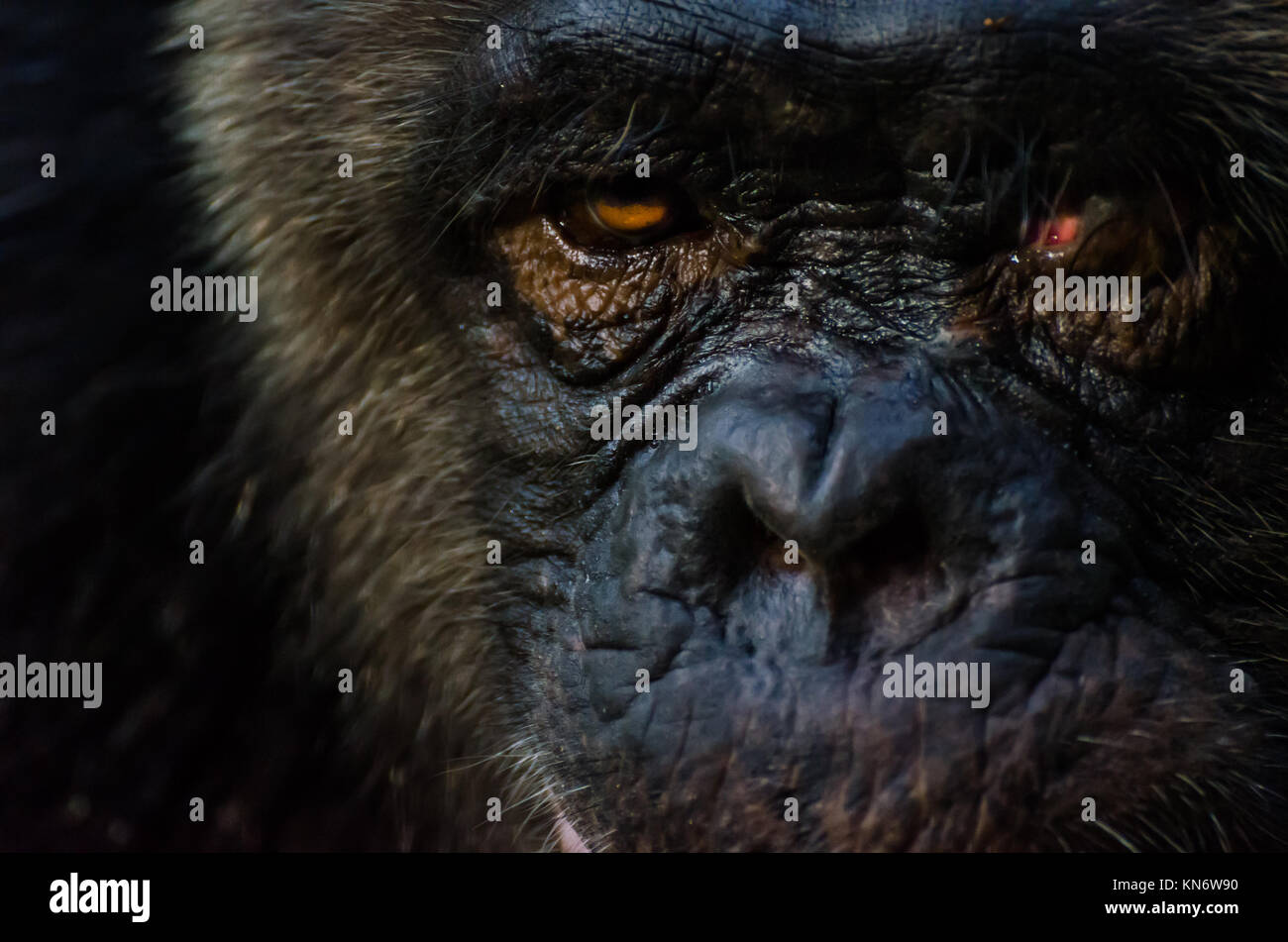 Portrait of old chimp with injured eye, Nigeria Stock Photo - Alamy